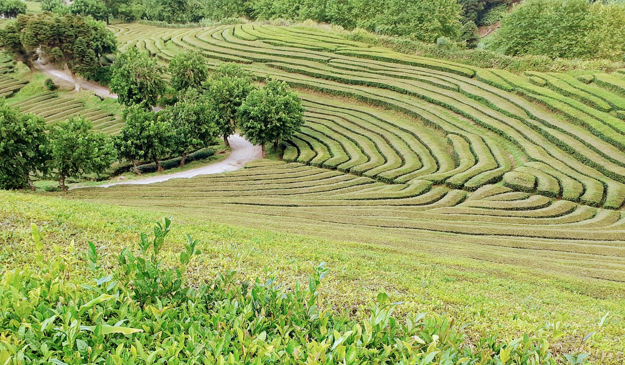 Azori-Cajeve-plantaze-Sao-Miguel | Agencija Oskar - Blog